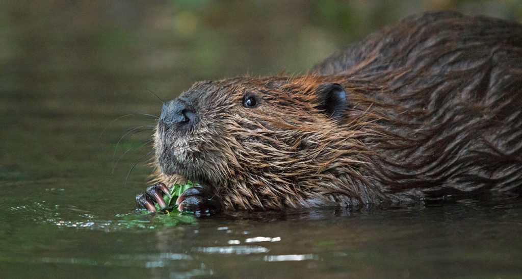 Leave it to Beavers > Appalachian Voices