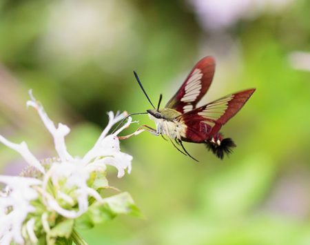 Celebrate Moths with National Moth Week > Appalachian Voices