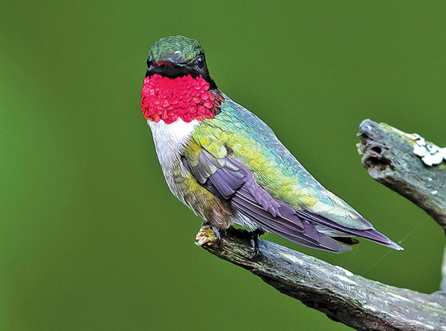 Meet Appalachia’s Pollinators > Appalachian Voices