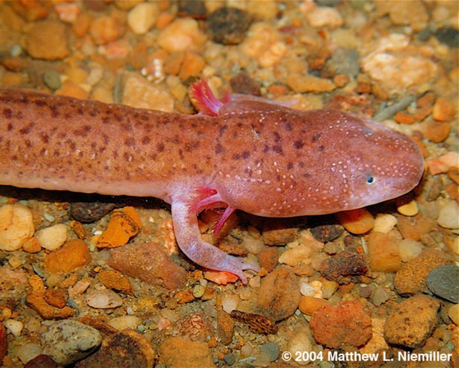 Fascinating Cave Creatures of Appalachia > Appalachian Voices
