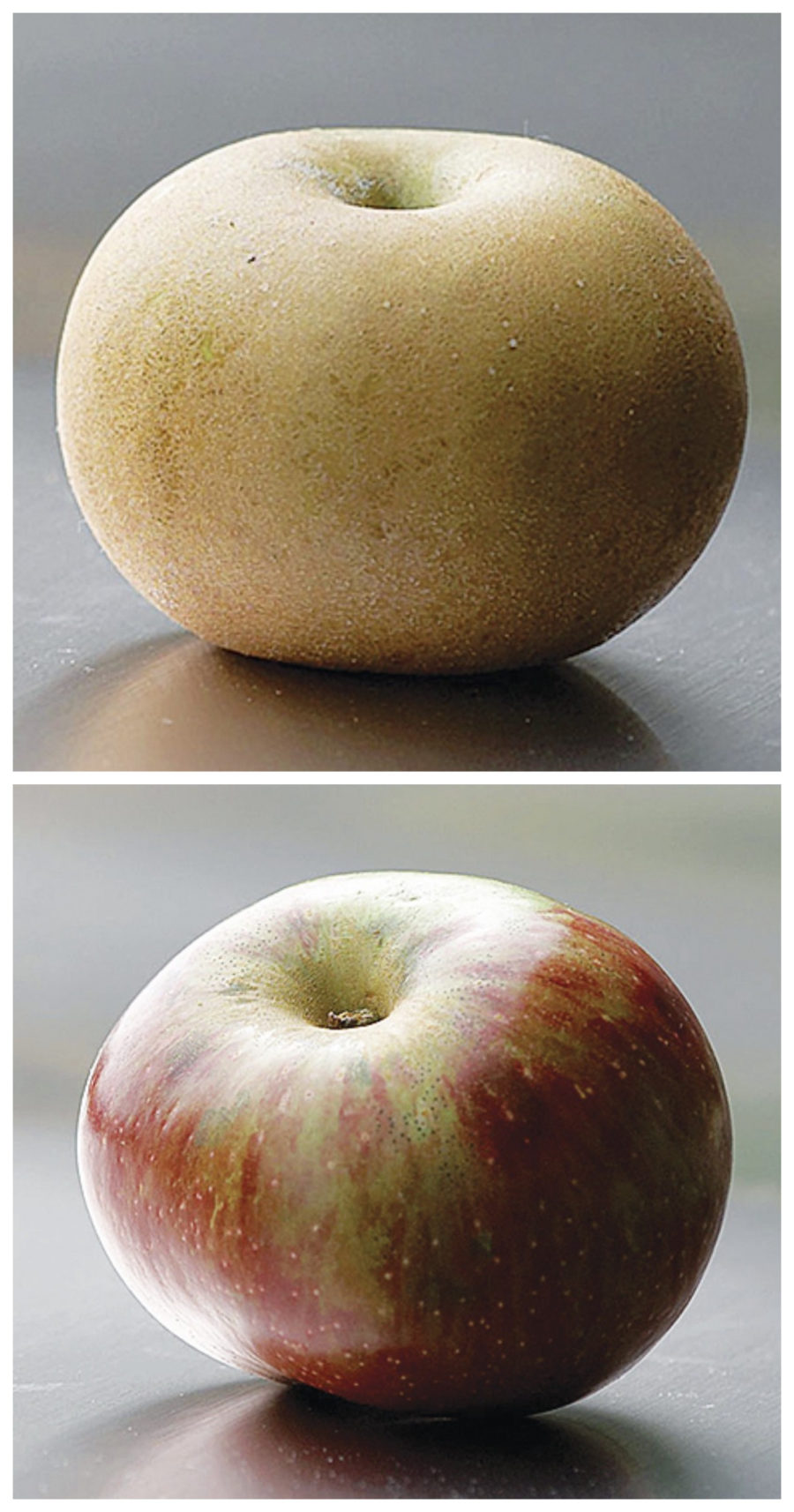 A Tale of Orchards Past > Appalachian Voices