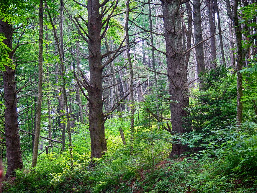 Can We Save the Mighty Hemlock?