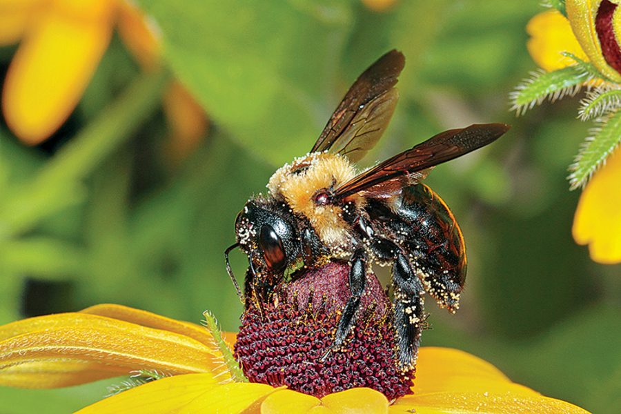 Meet Appalachia’s Pollinators | Appalachian Voices