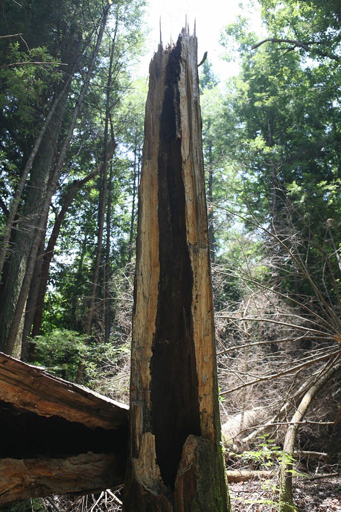 A Journey Through the Daniel Boone National Forest