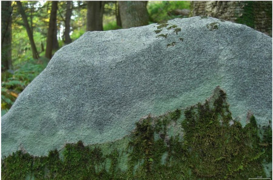 Lichen: The Story of a Soil-Maker