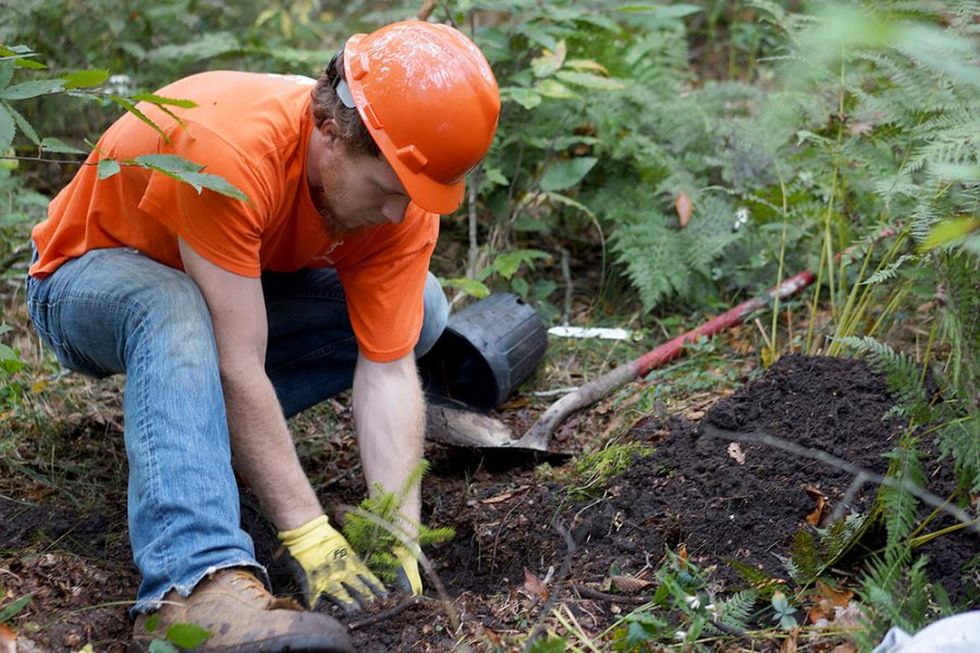 Red Spruce Restoration Underway
