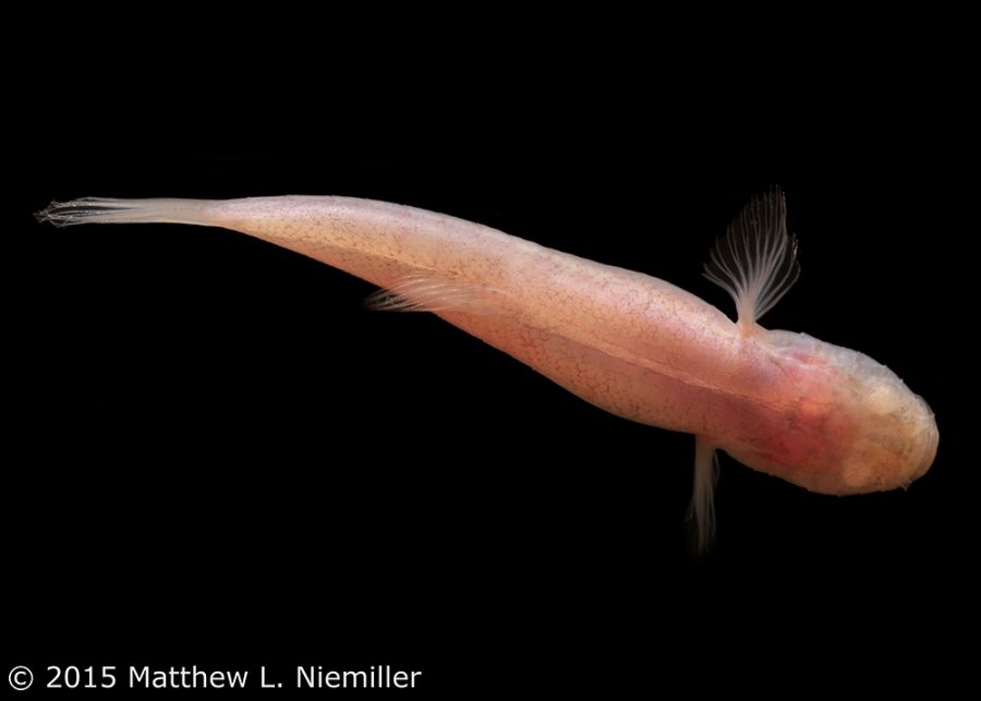 Fascinating Cave Creatures of Appalachia