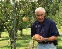 A Tale of Orchards Past