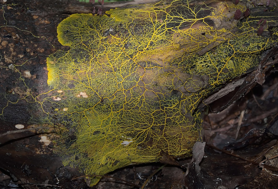 The Intelligence of Slime Mold