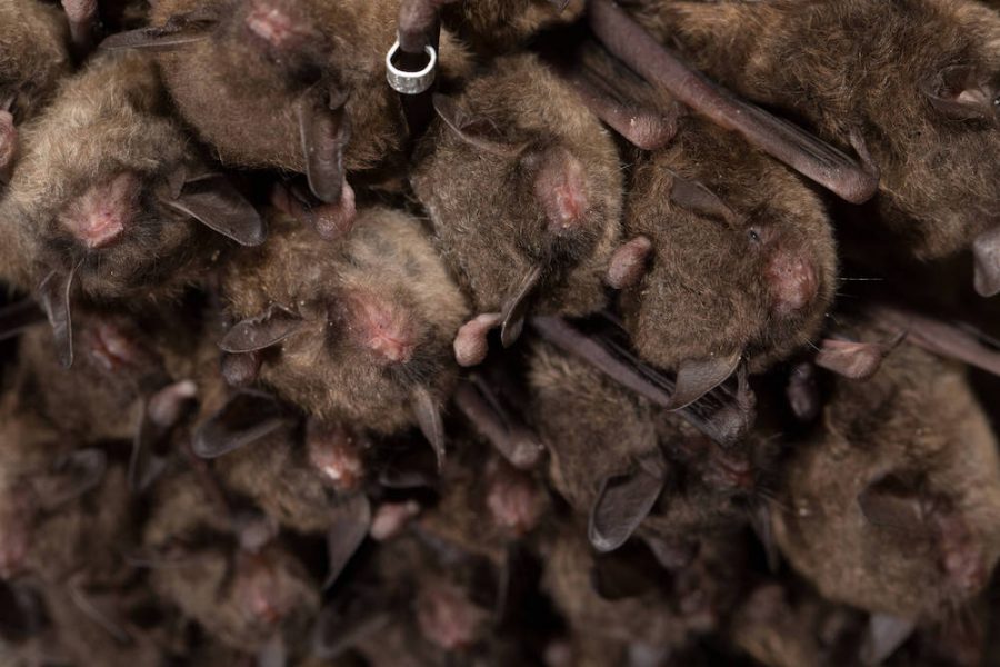 Endangered Species in Appalachian Mountains | Appalachian Voices