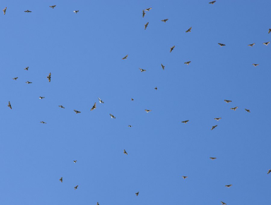 Counting Hawks | Appalachian Voices