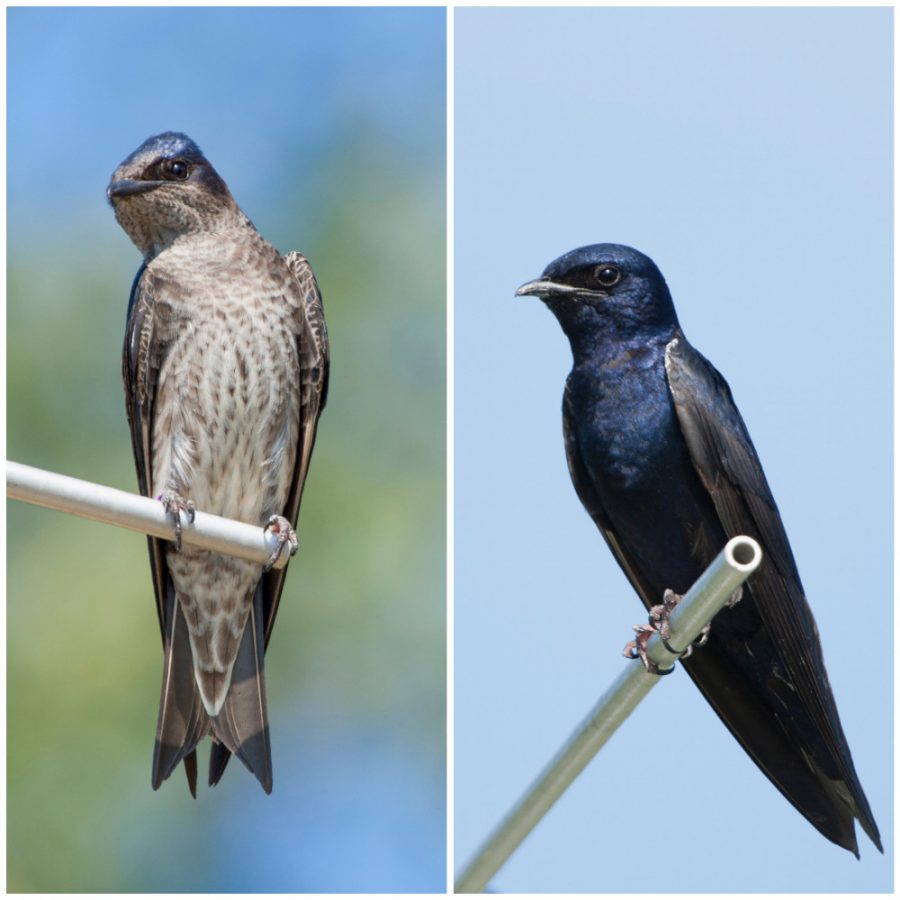 Purple Martins: The Neighbors We Didn’t Know We Wanted