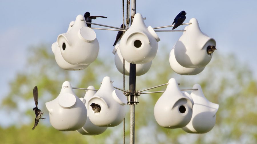Purple Martins: The Neighbors We Didn’t Know We Wanted