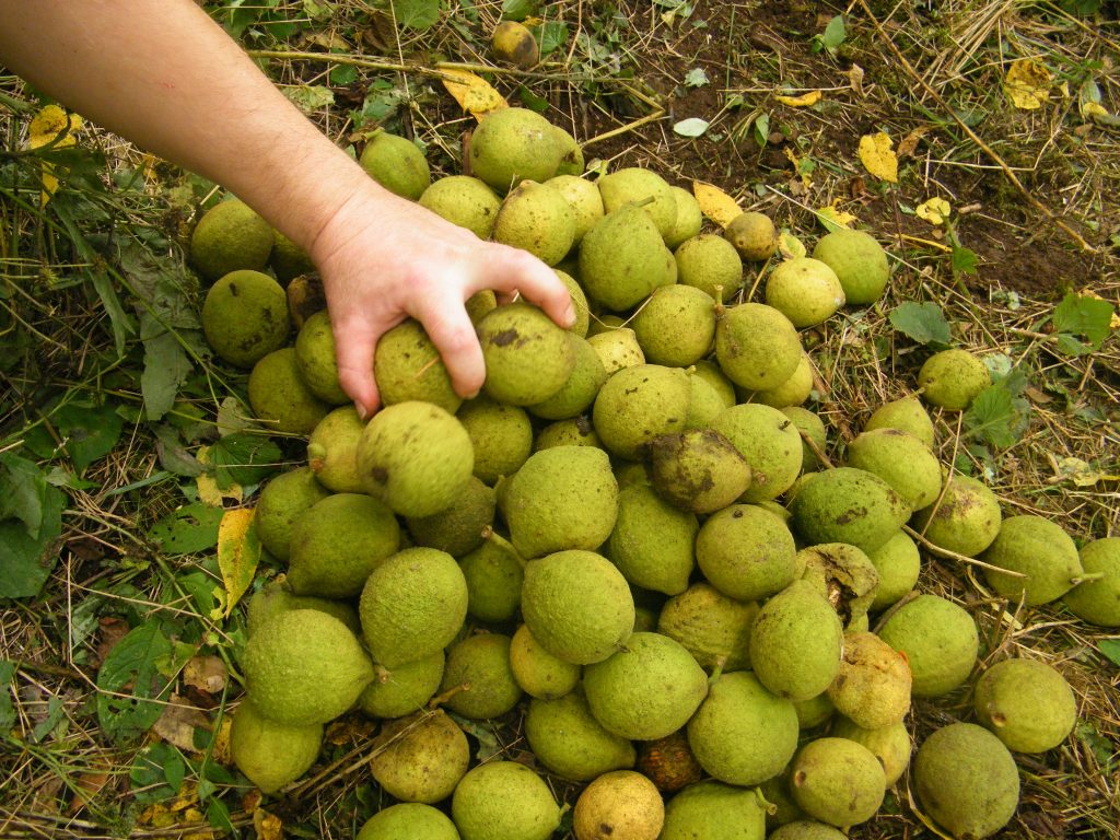 In a Nutshell: A Native Forage With Potential