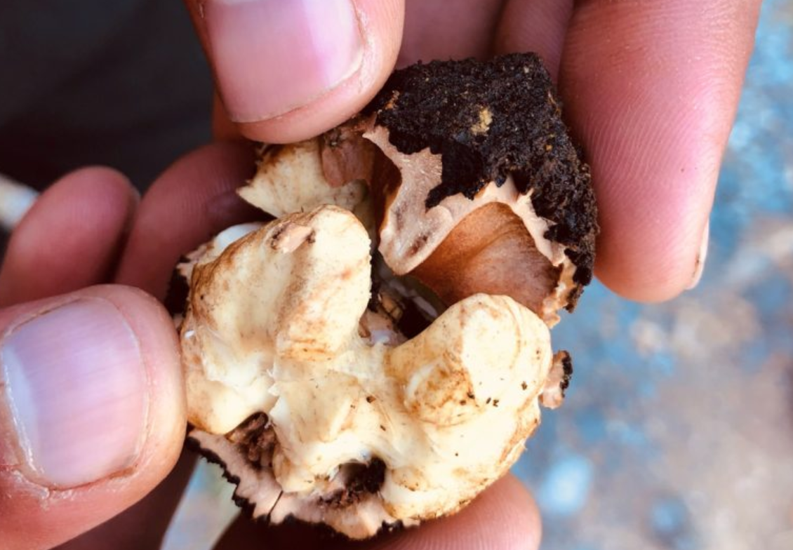 In a Nutshell: A Native Forage With Potential