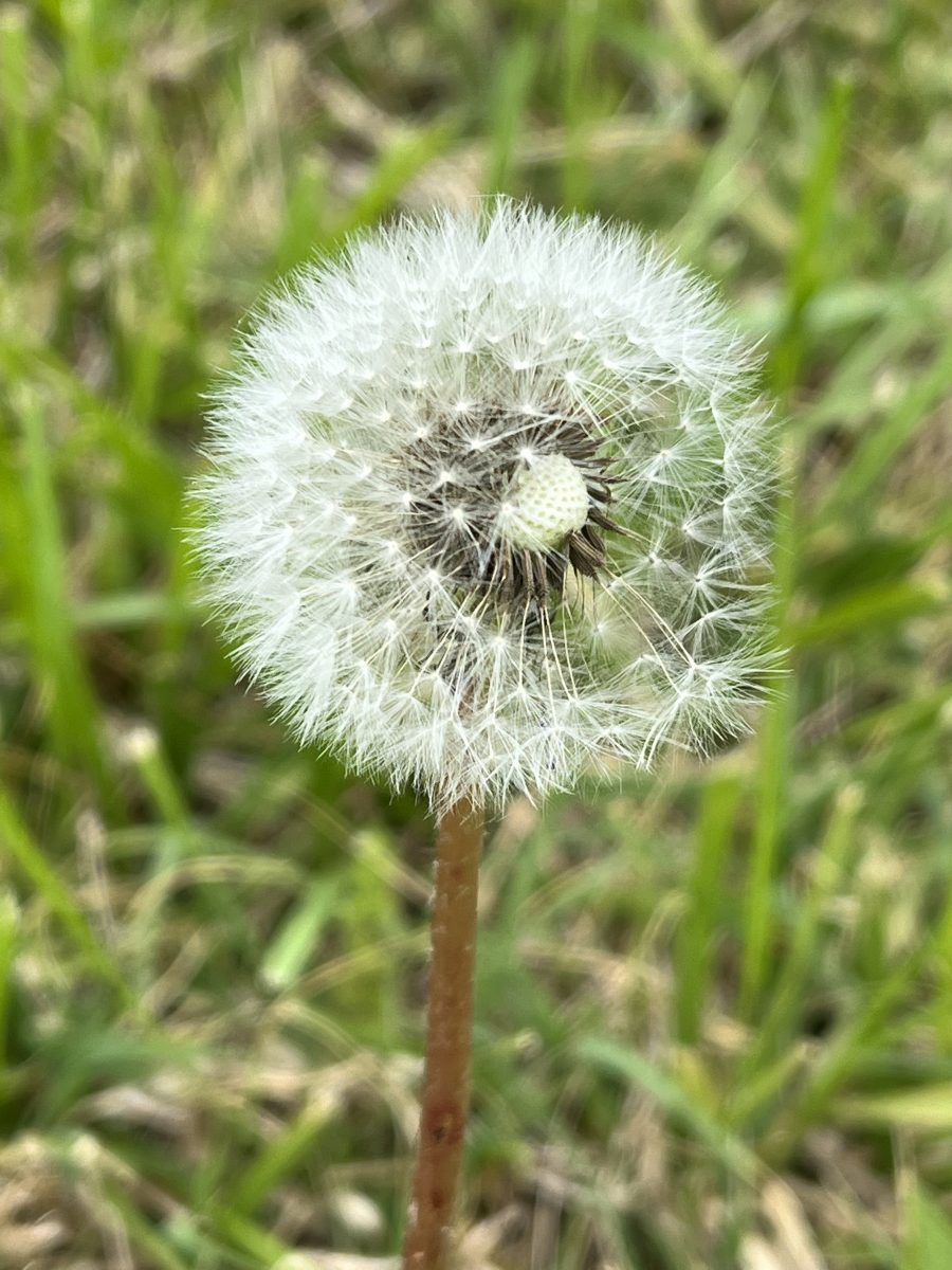 Lions and Trails and Foragers, Oh My!