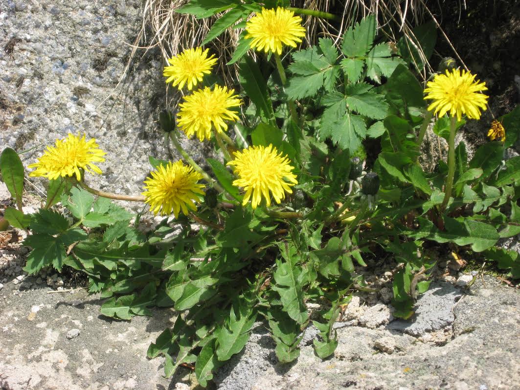 Lions and Trails and Foragers, Oh My!