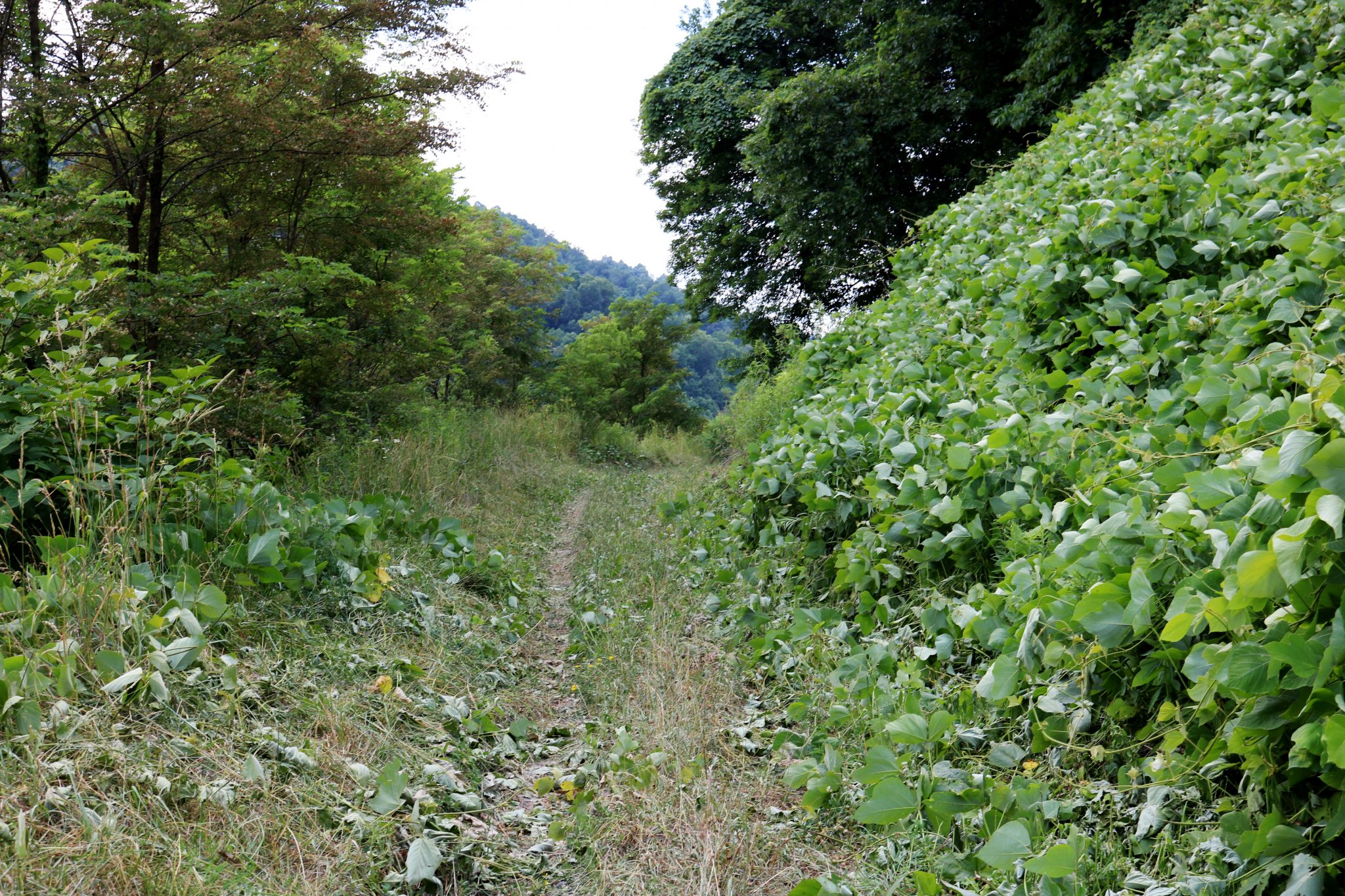 Conservation Crew Builds Trails in Dante, Virginia | Appalachian Voices