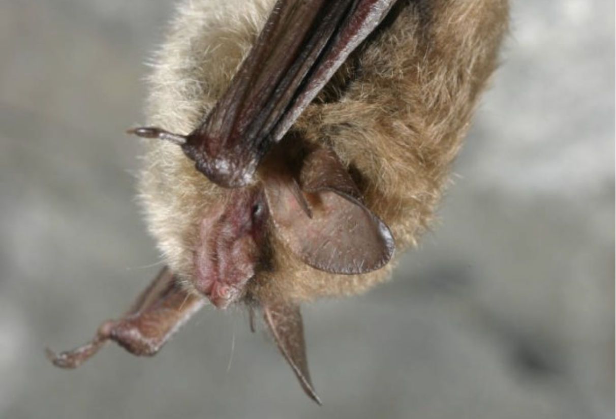 Northern Long-Eared Bats Added to Endangered Species List