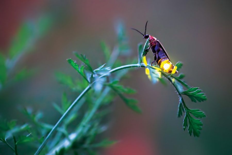 Chasing the Light of Bioluminescence | Appalachian Voices