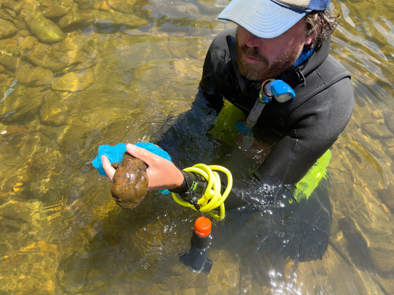 Endangered species listing could help save Eastern hellbenders in ...