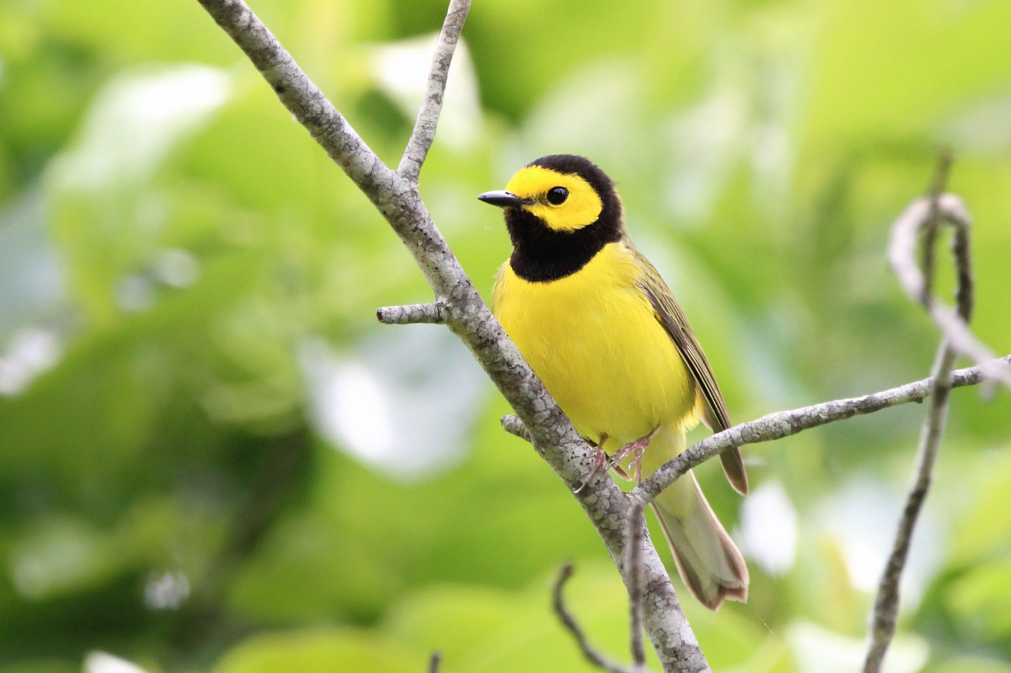 Spotting Fall Warblers at Seven Islands State Birding Park